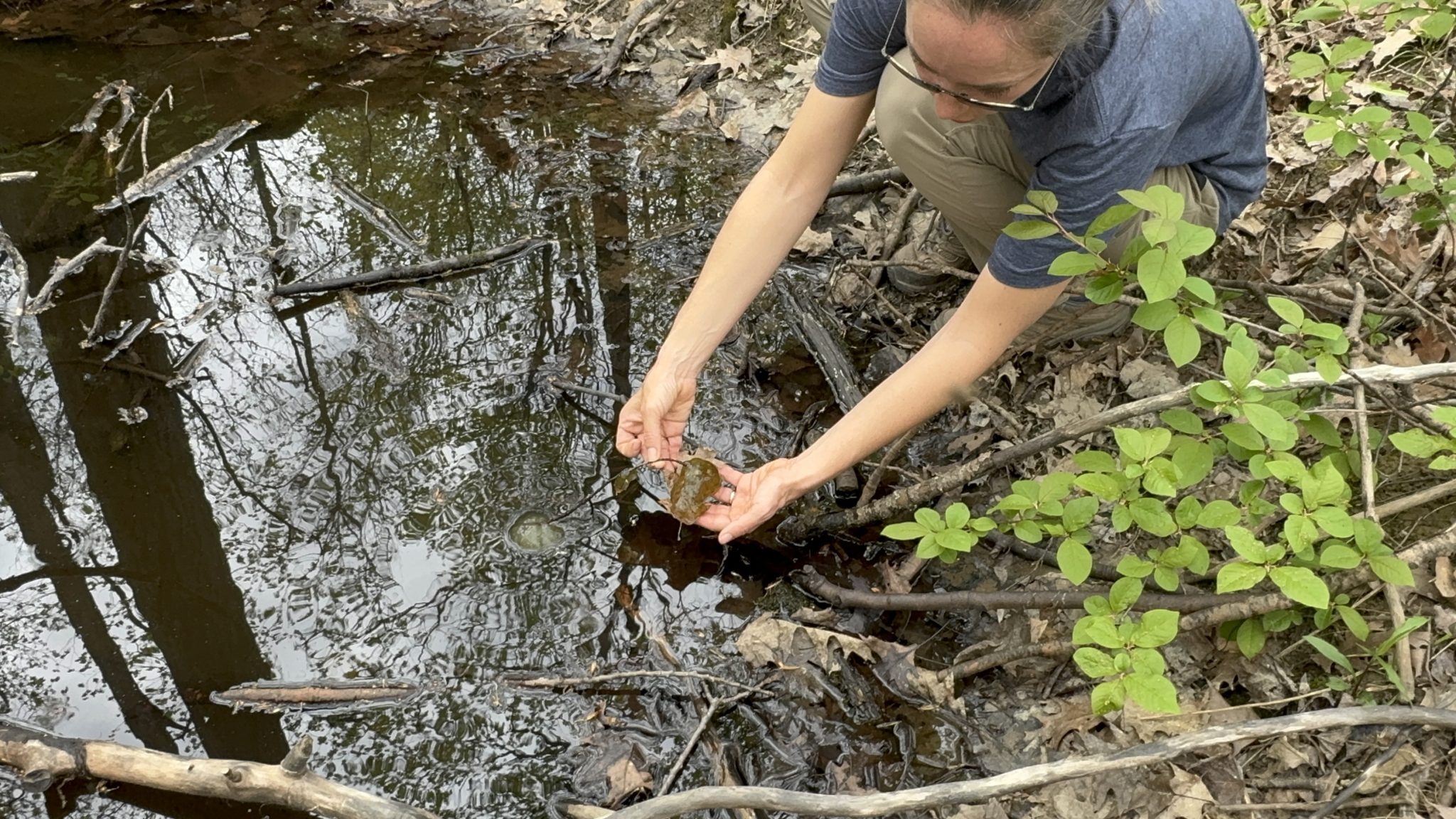 In the Field-Vernal Pools | Escarpment Corridor Alliance